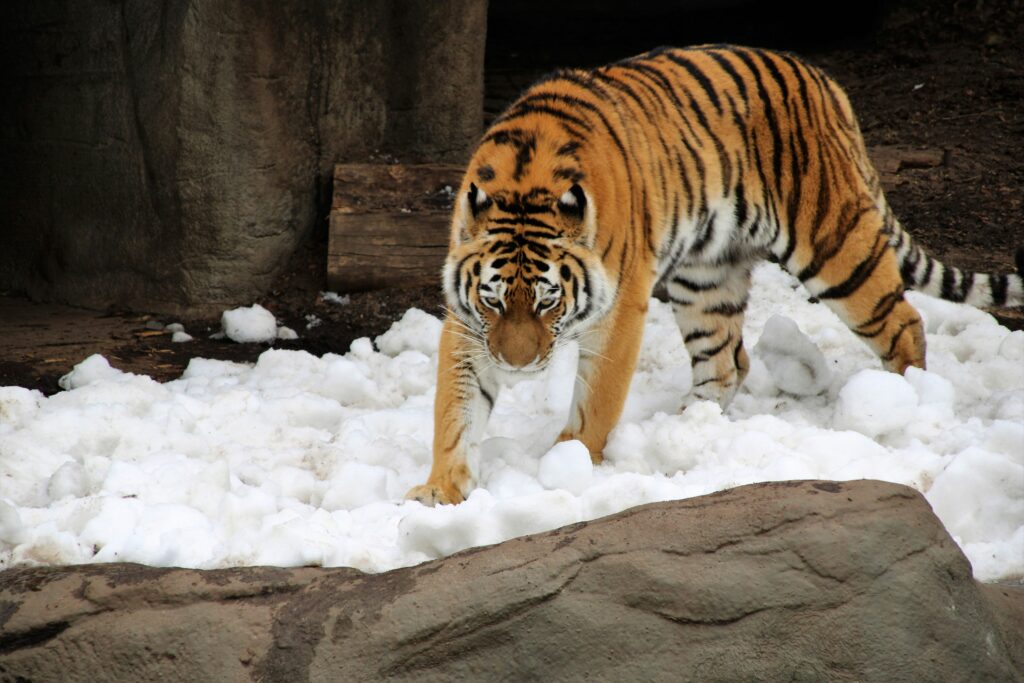 Short Story Book Club for Seniors: Christmas at the Zoo - Seniorality